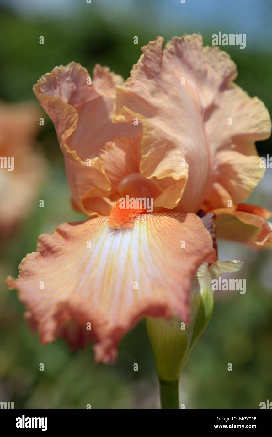 Beige bearded iris hi-res stock photography and images - Alamy