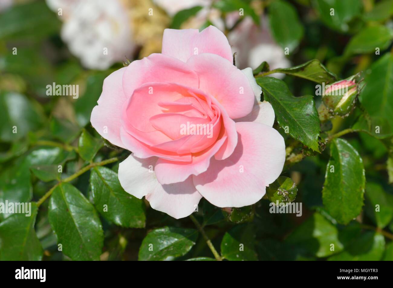 Rose Friends Forever Stock Photo - Alamy