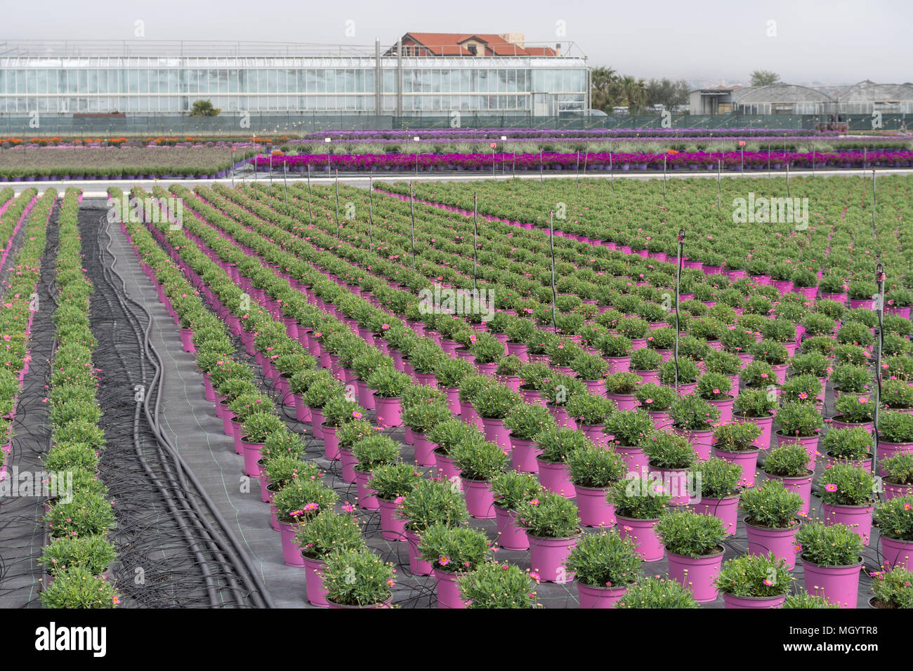 Commercial plants growing in greenhouse Stock Photo - Alamy