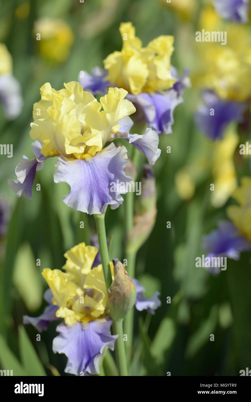 Flower of bearded iris closeup Stock Photo - Alamy