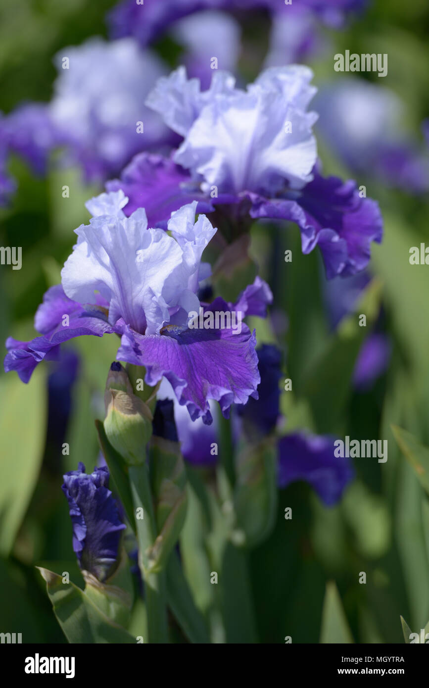 Flower of bearded iris closeup Stock Photo - Alamy