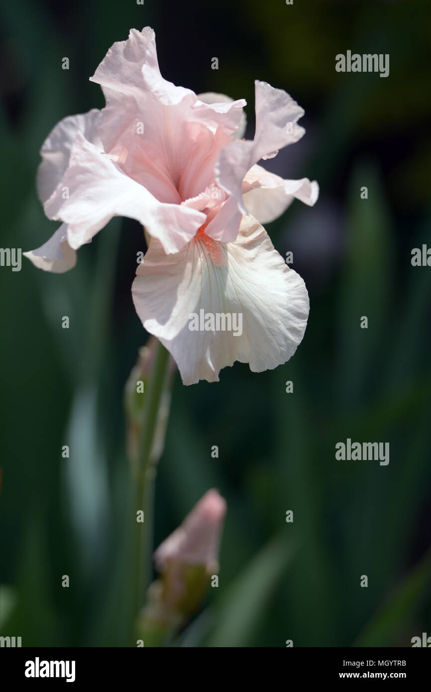 Flower of bearded iris closeup Stock Photo - Alamy