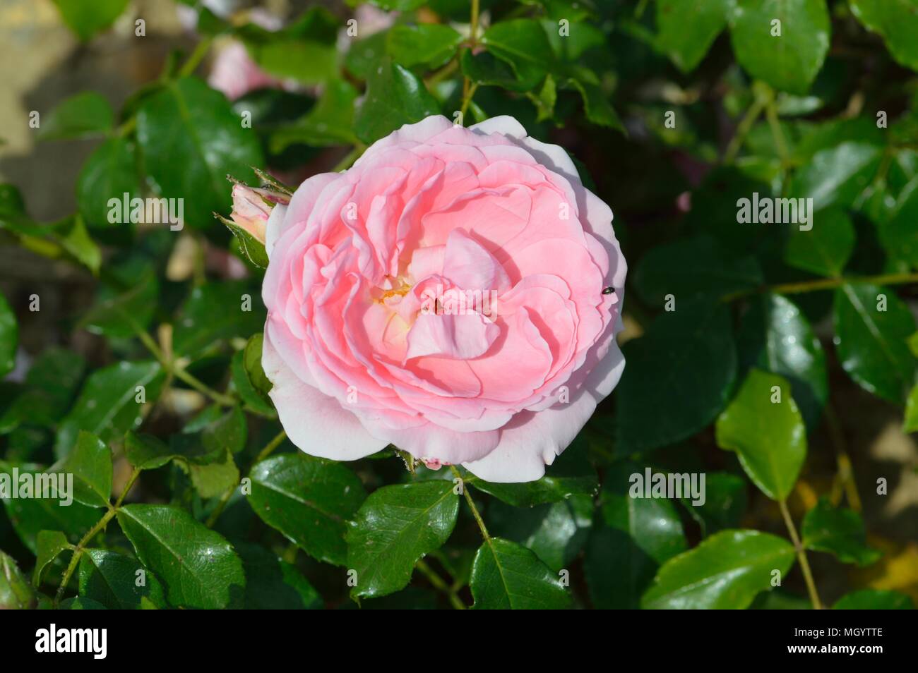 Rose Friends Forever Stock Photo - Alamy