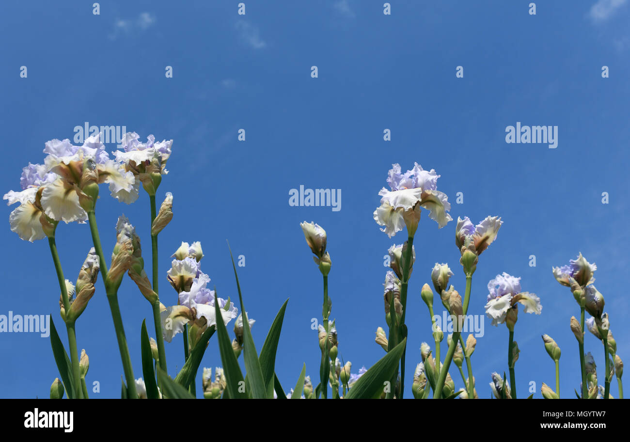 Flowers of bearded iris against blue sky Stock Photo - Alamy