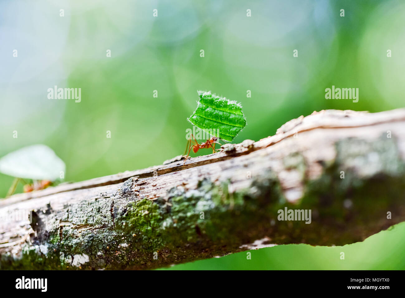 Ants are carrying on leaves Stock Photo - Alamy