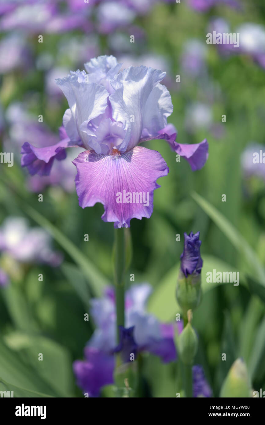 Flower of bearded iris closeup Stock Photo - Alamy