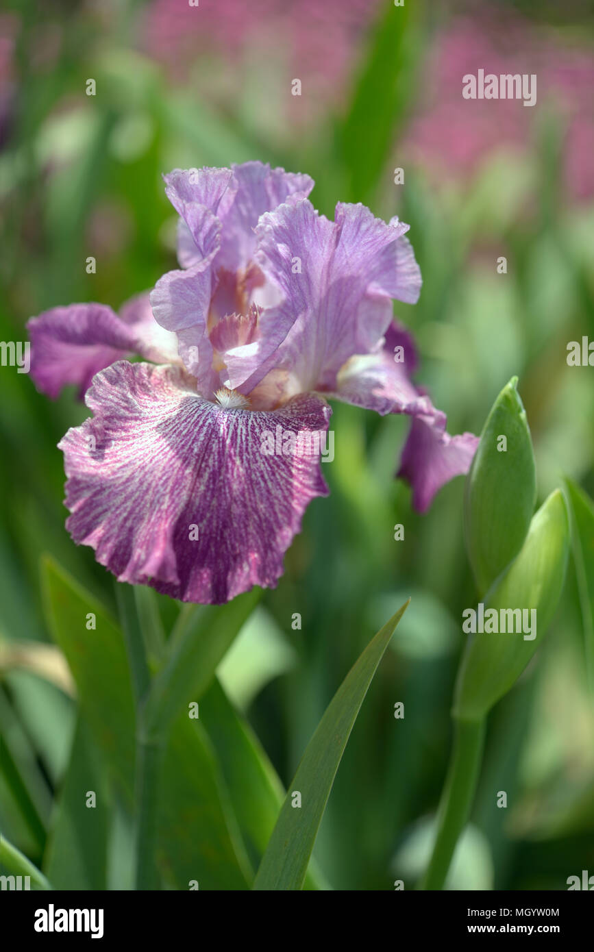Flower of bearded iris closeup Stock Photo - Alamy