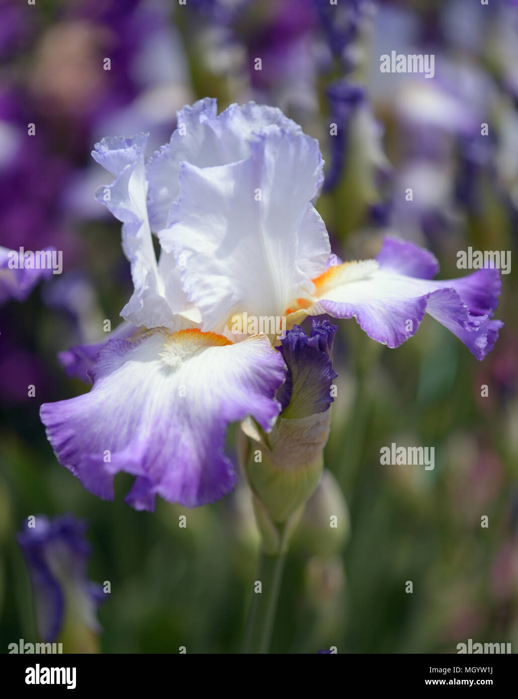 Flower of bearded iris closeup Stock Photo - Alamy