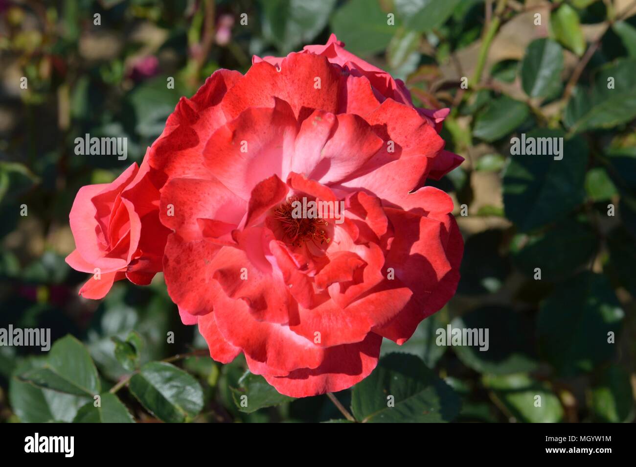 Rose Galway Bay Stock Photo - Alamy