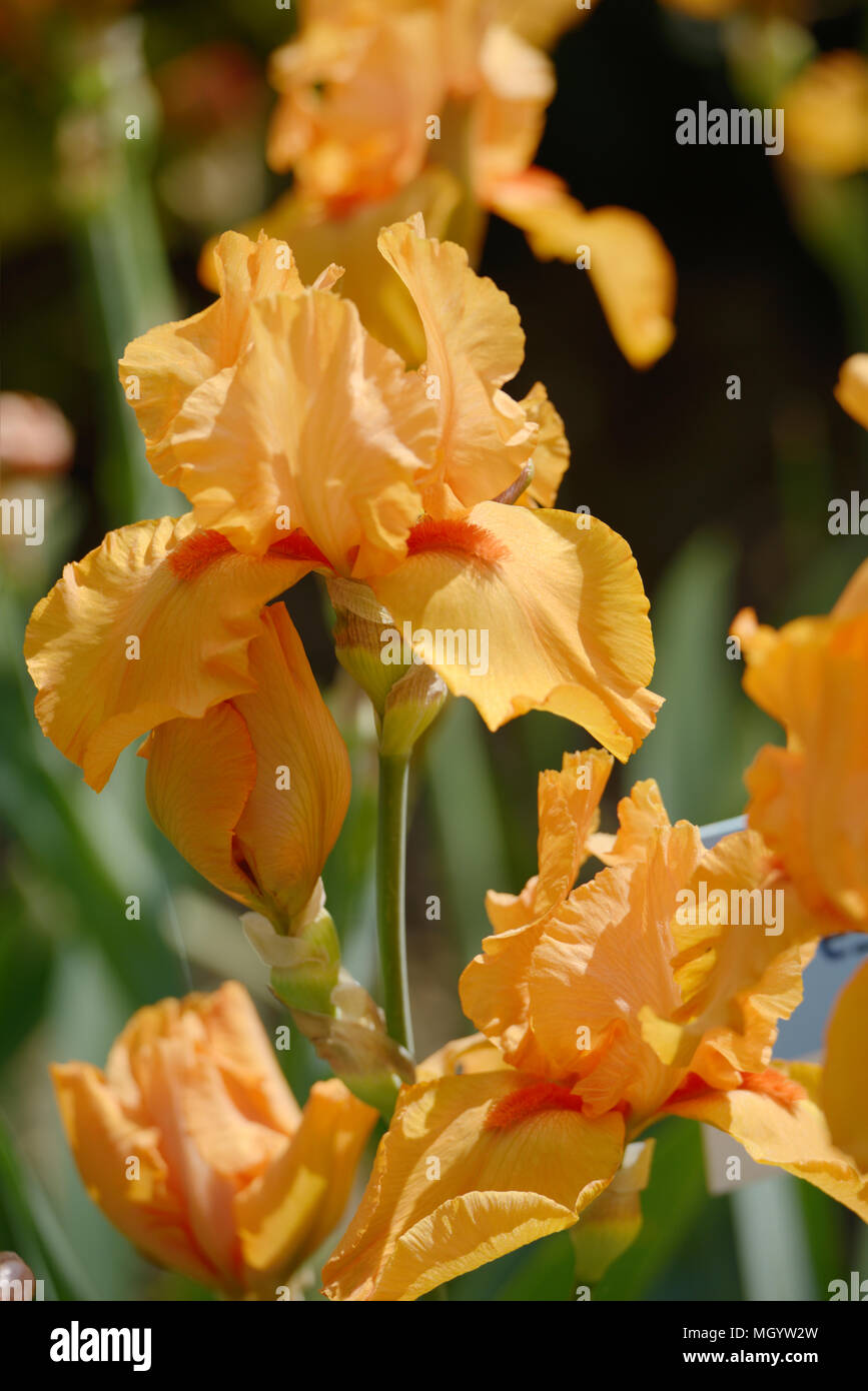 Flower of bearded iris closeup Stock Photo - Alamy