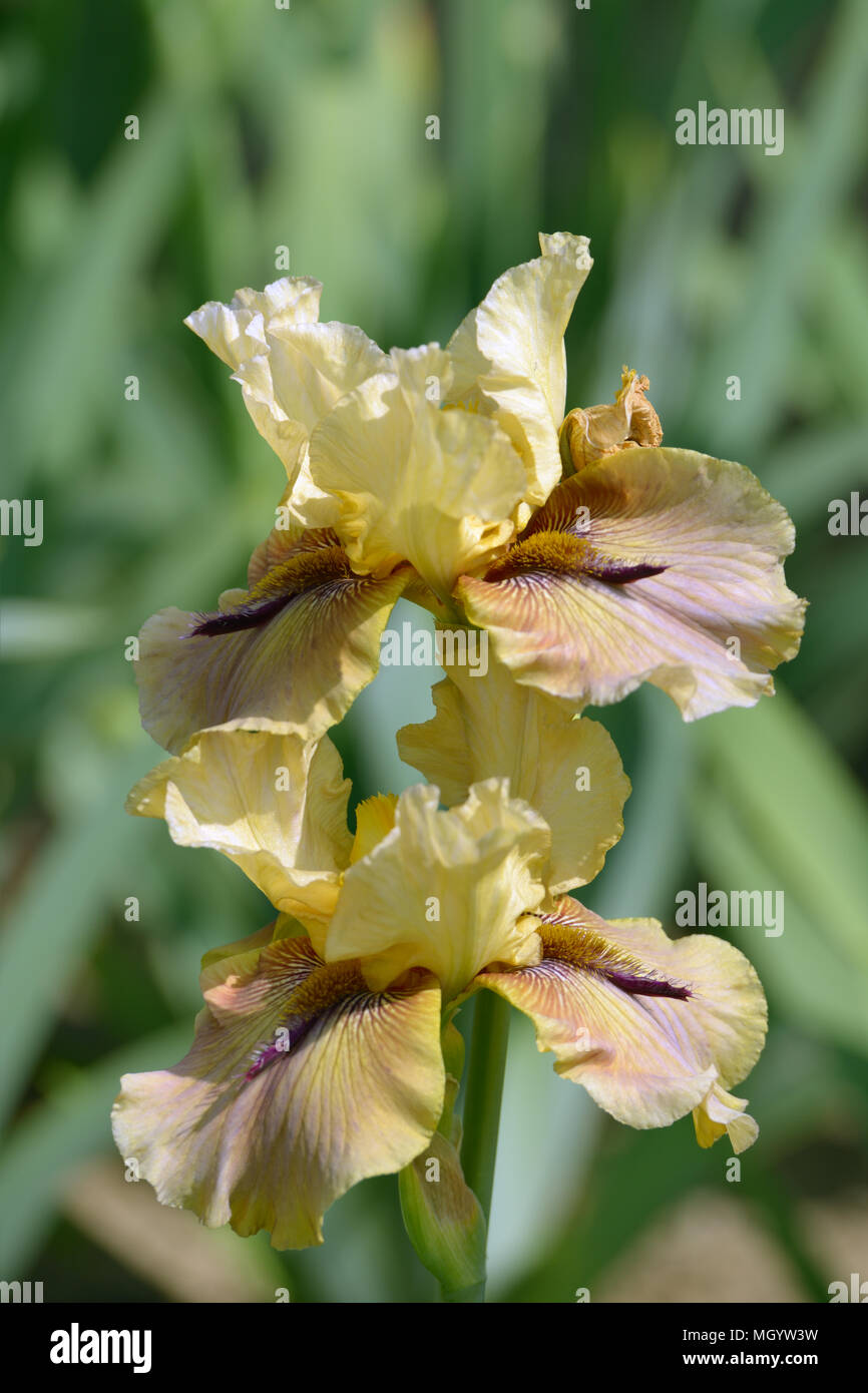 Iris pollen hi-res stock photography and images - Alamy