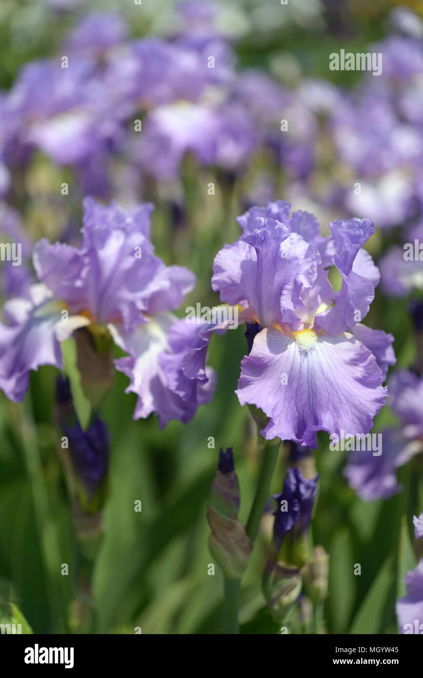Flower of bearded iris closeup Stock Photo - Alamy