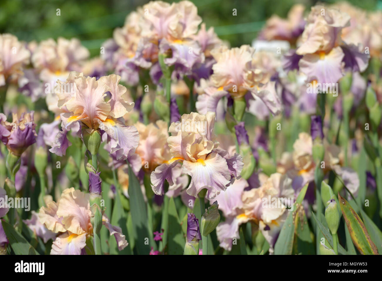 Flowers of bearded iris on a flower bed Stock Photo - Alamy