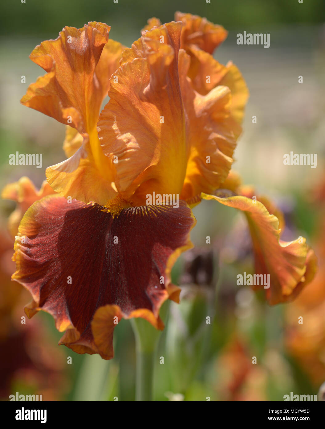 Flower of bearded iris closeup Stock Photo - Alamy