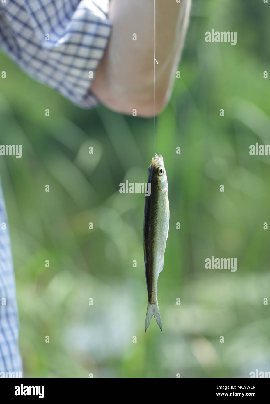 Small fish on the hook Stock Photo - Alamy