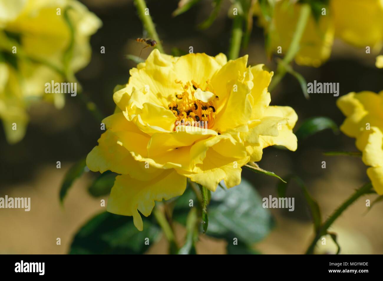Rose Gardeners Glory Stock Photo - Alamy