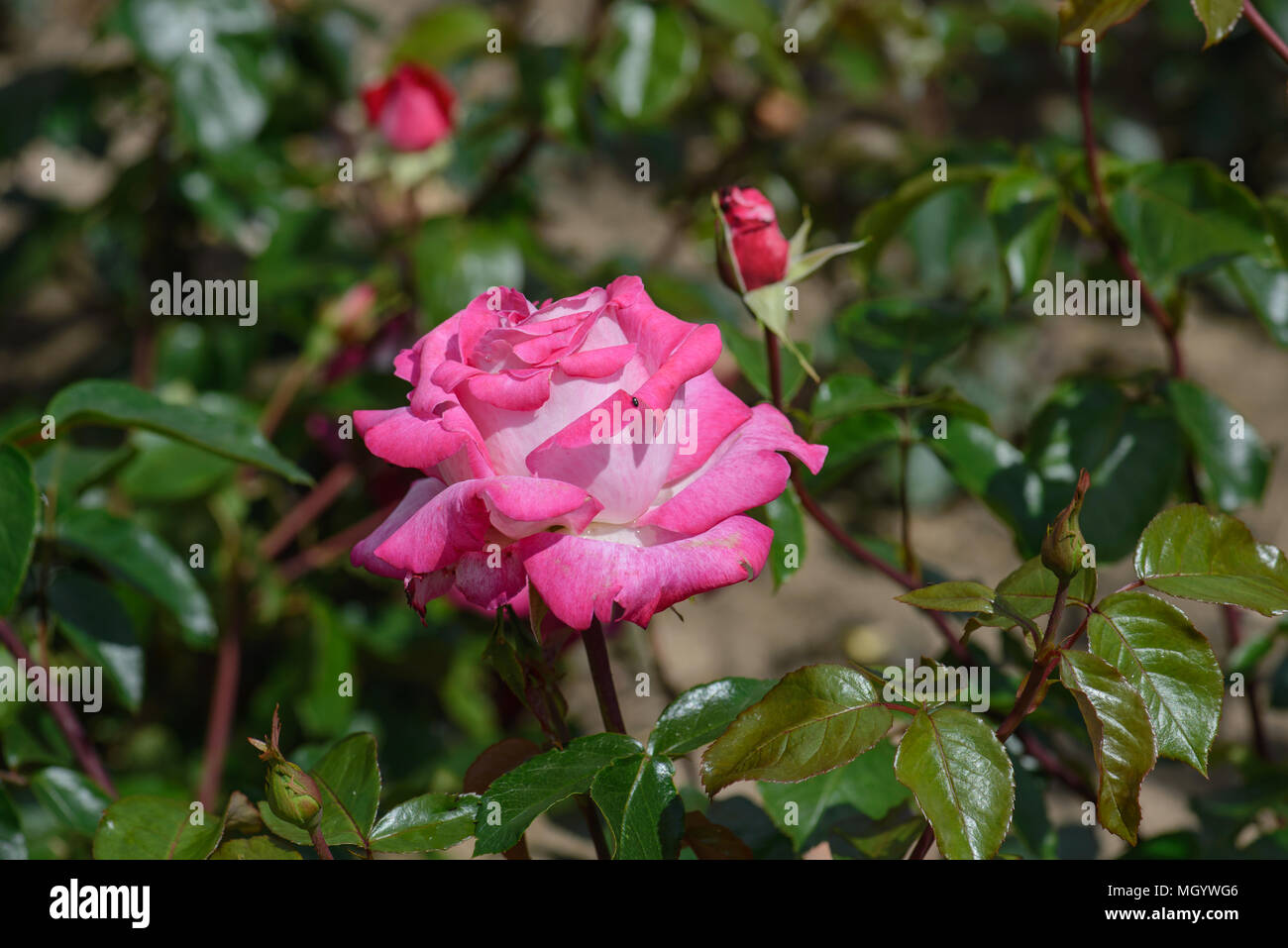 Rosa garden glory hi-res stock photography and images - Alamy