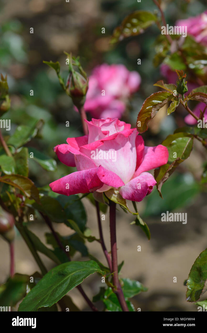 Rosa garden glory hi-res stock photography and images - Alamy