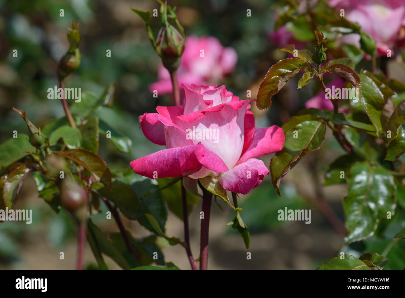 Rose garden glory hi-res stock photography and images - Alamy