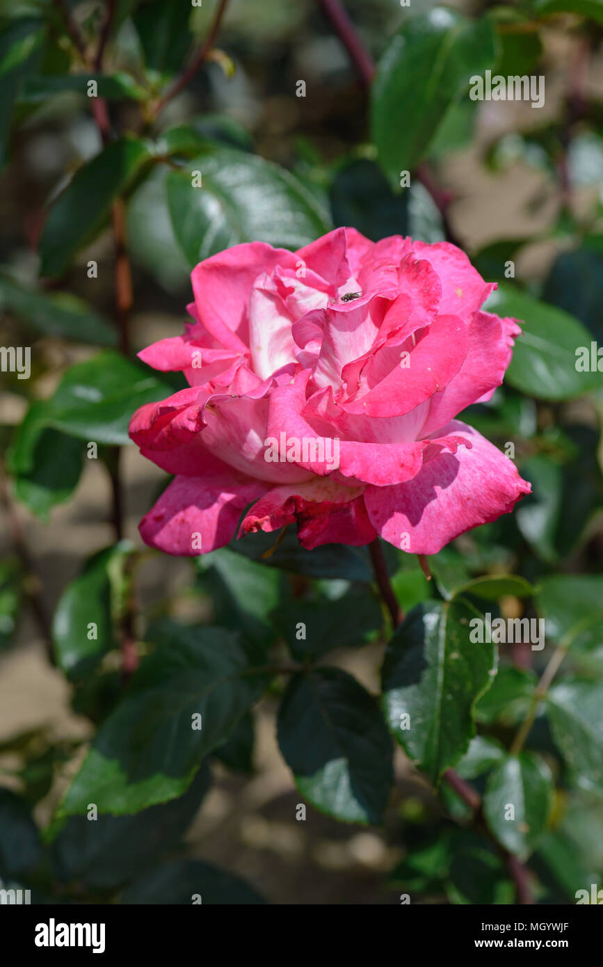 Rosa garden glory hi-res stock photography and images - Alamy