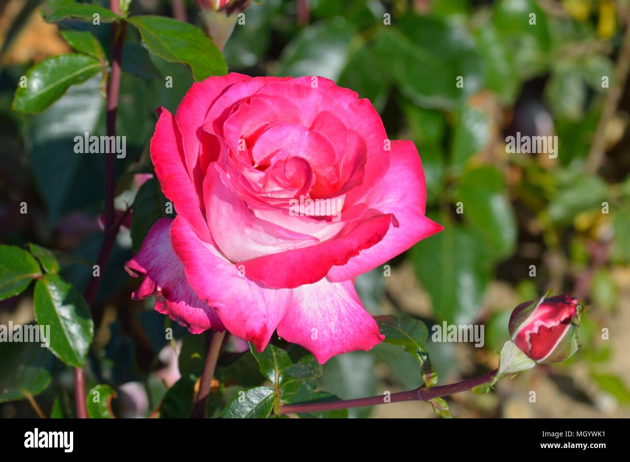 Rosa garden glory hi-res stock photography and images - Alamy