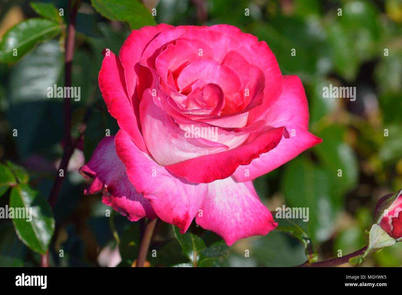 Rosa garden glory hi-res stock photography and images - Alamy