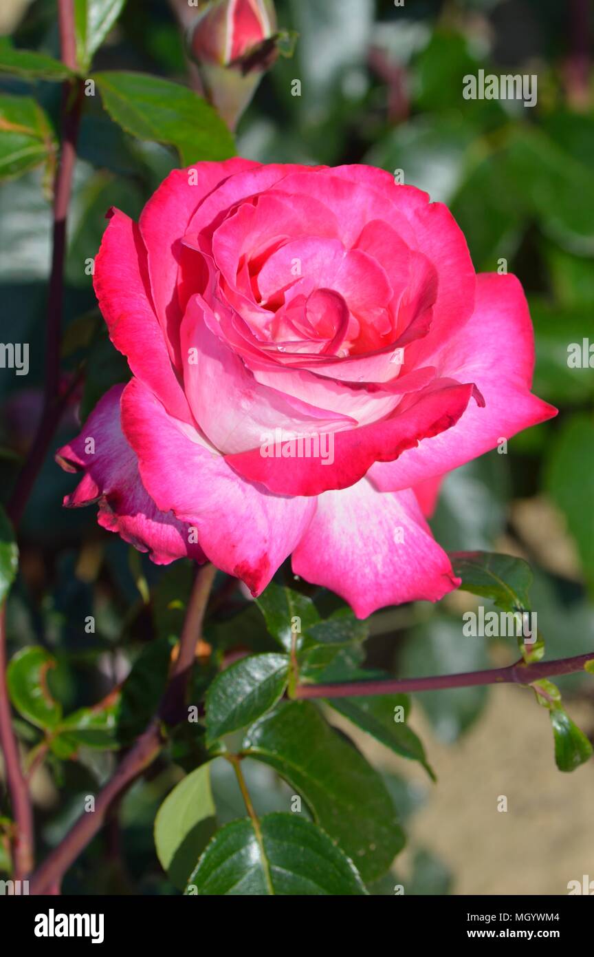 Rosa garden glory hi-res stock photography and images - Alamy