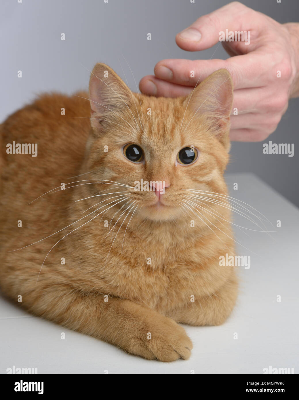 Portrait of cute ginger cat Stock Photo - Alamy