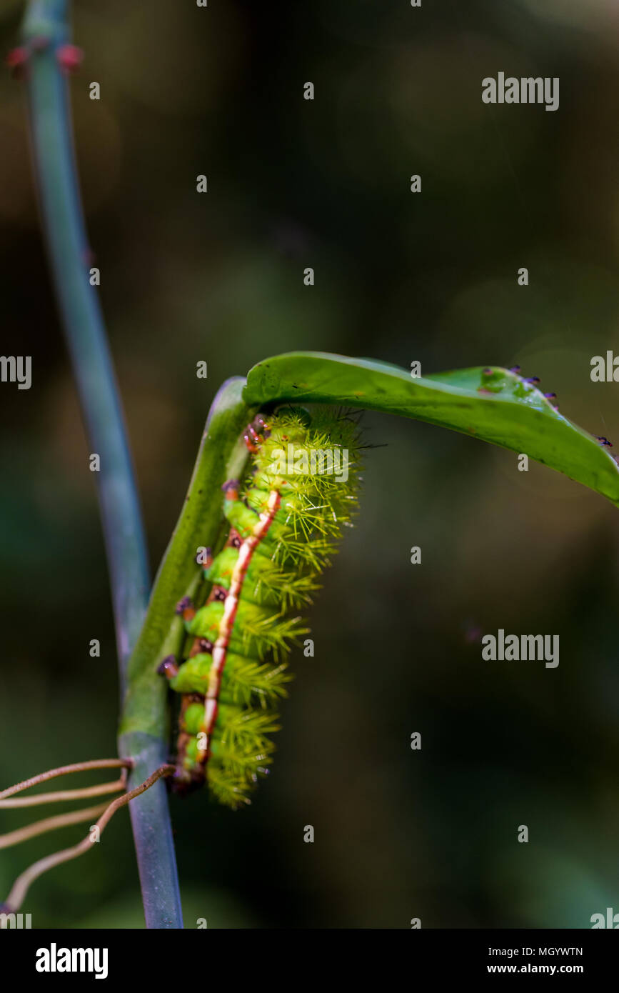 Caterpillar on leaf Stock Photo - Alamy