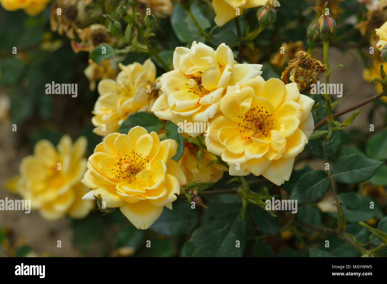 Rose golden 50th hi-res stock photography and images - Alamy