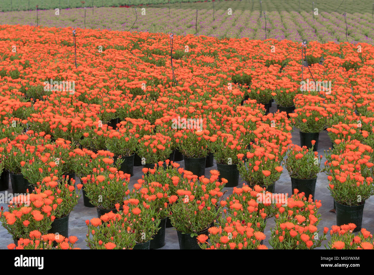 Commercial_flower hi-res stock photography and images - Alamy