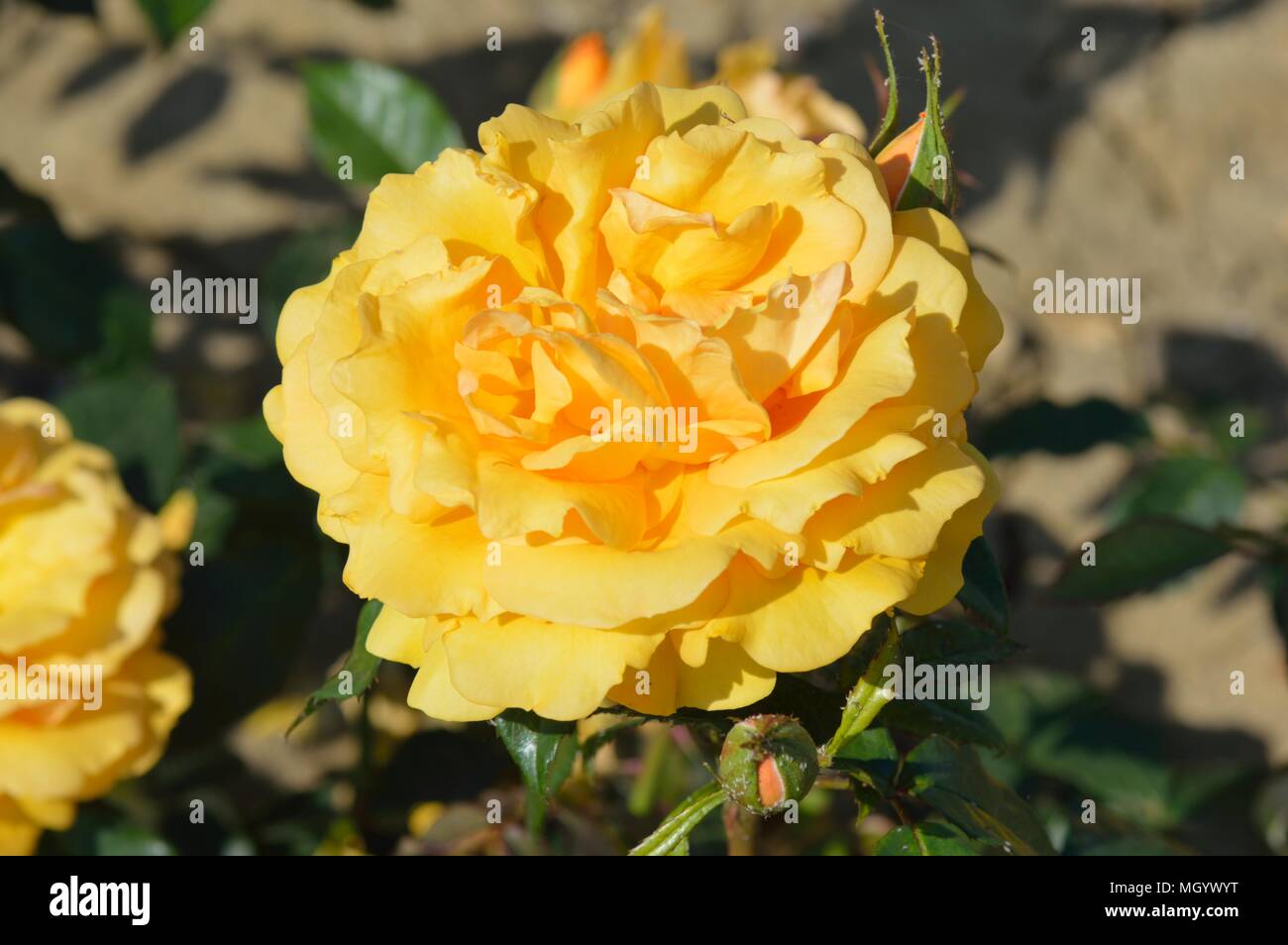 Rosa golden beauty hi-res stock photography and images - Alamy