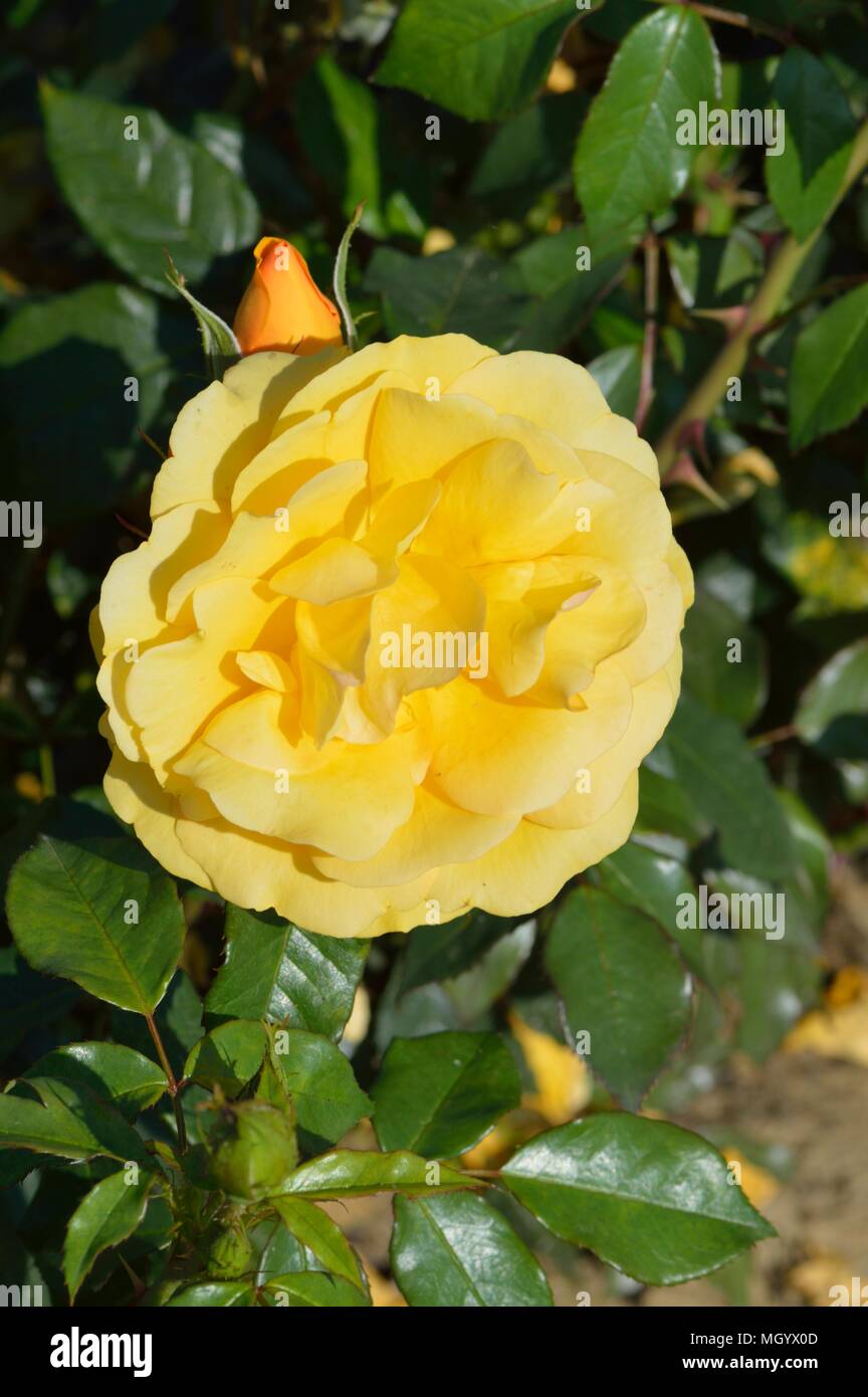 Rose Golden Beauty Stock Photo - Alamy