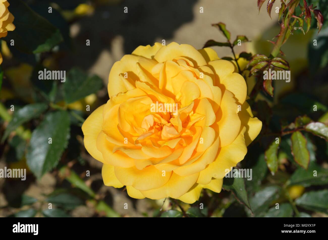 Rose Golden Beauty Stock Photo - Alamy