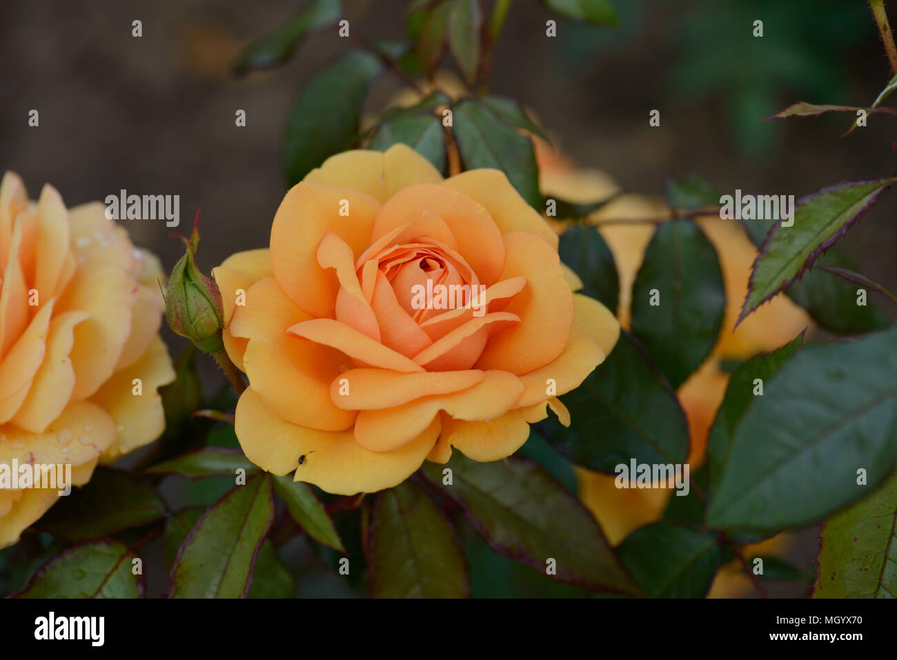 Rose Golden Beauty Stock Photo - Alamy
