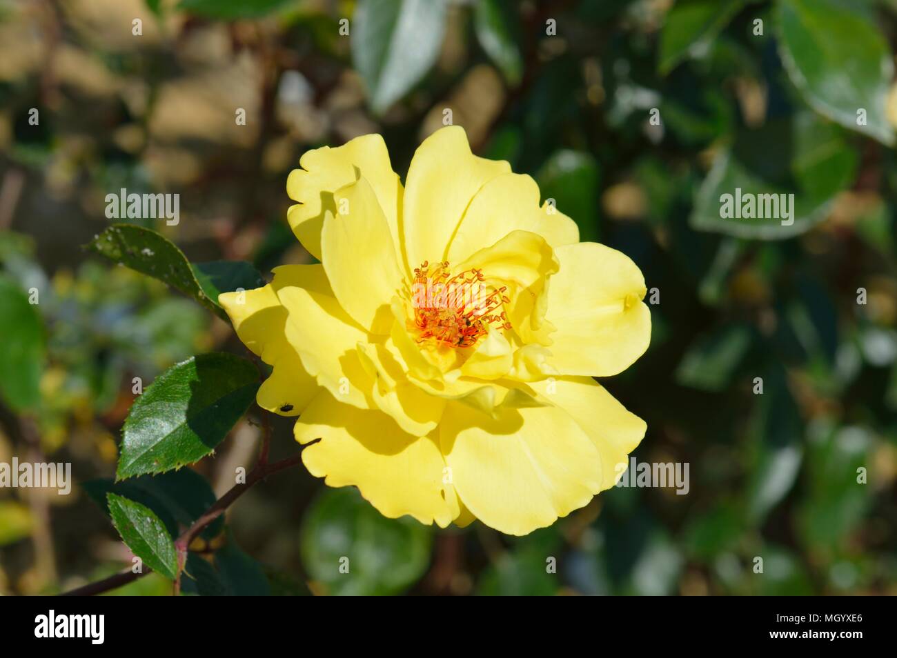 Golden showers hi-res stock photography and images - Alamy