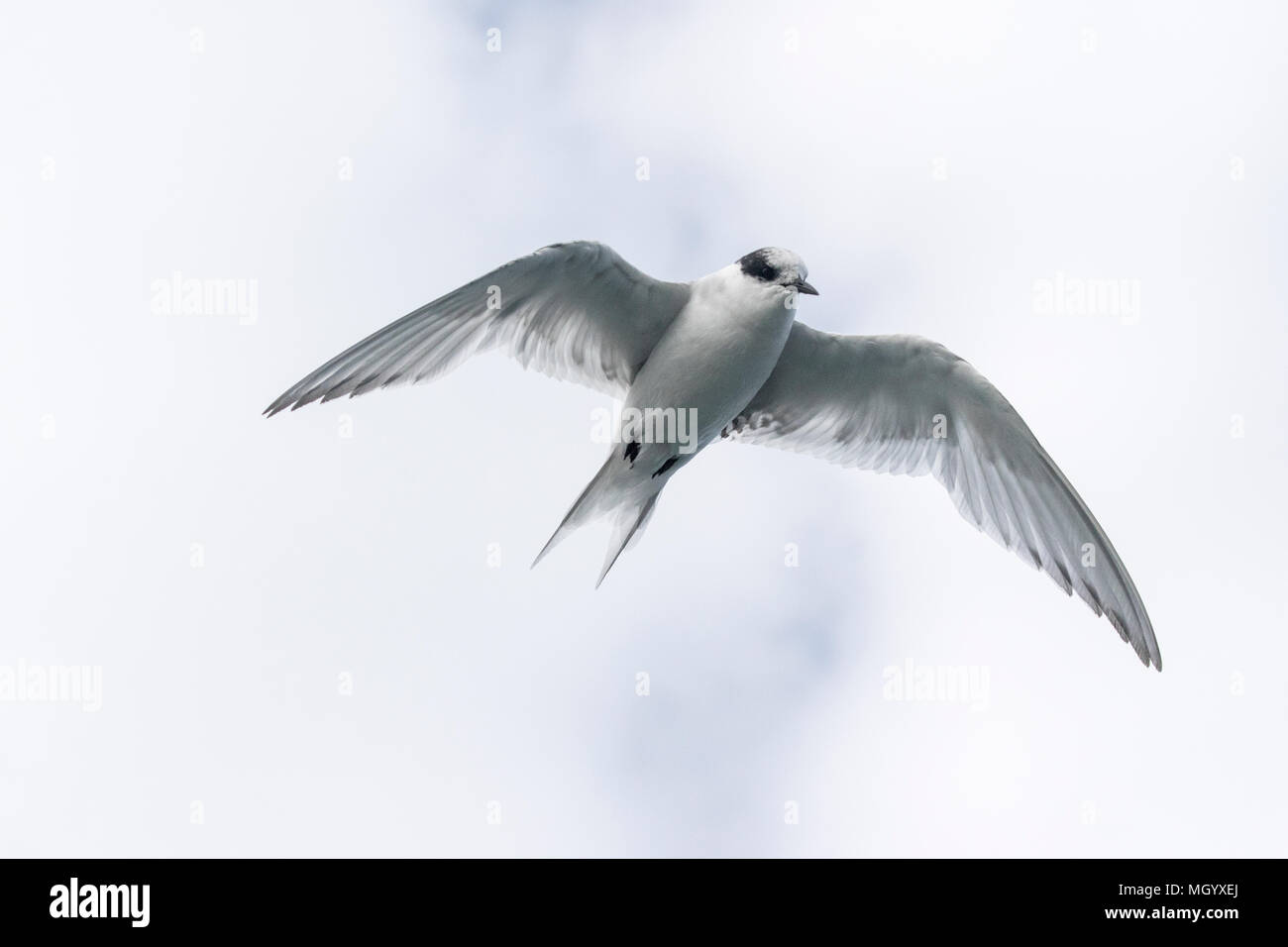 Antarctic tern Sterna vittata juvenile in flight over breeding grounds ...