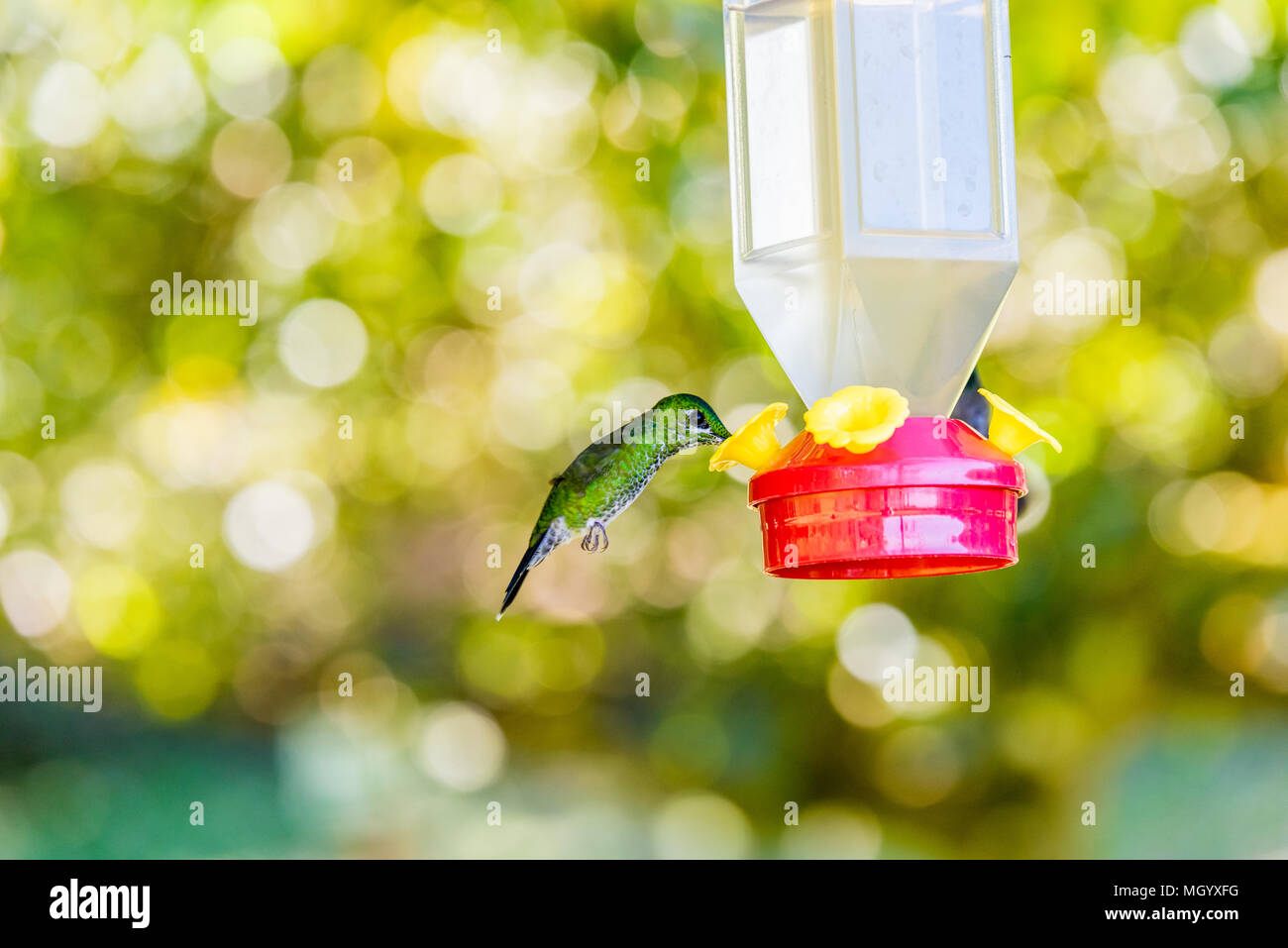 Most beautiful hummingbird hi-res stock photography and images - Alamy
