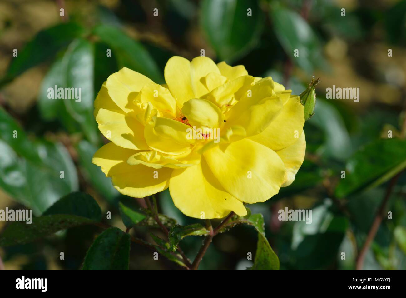 Rose golden showers hi-res stock photography and images - Alamy