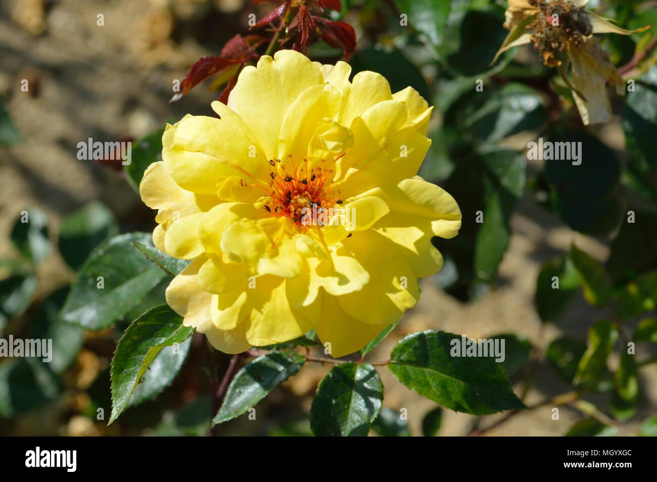 Golden showers hi-res stock photography and images - Alamy