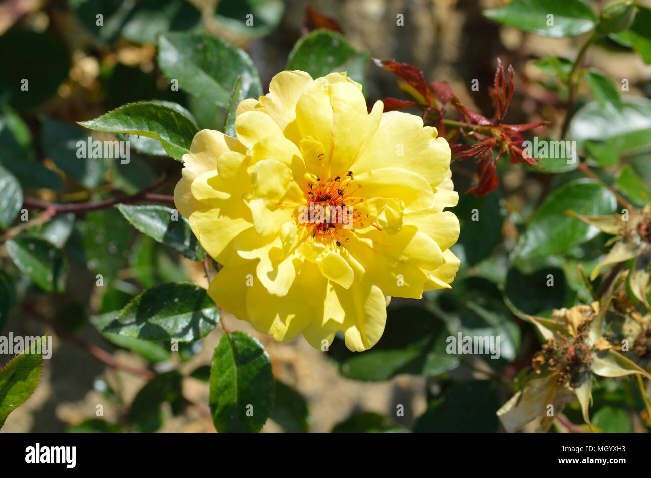 Rose golden showers hi-res stock photography and images - Alamy