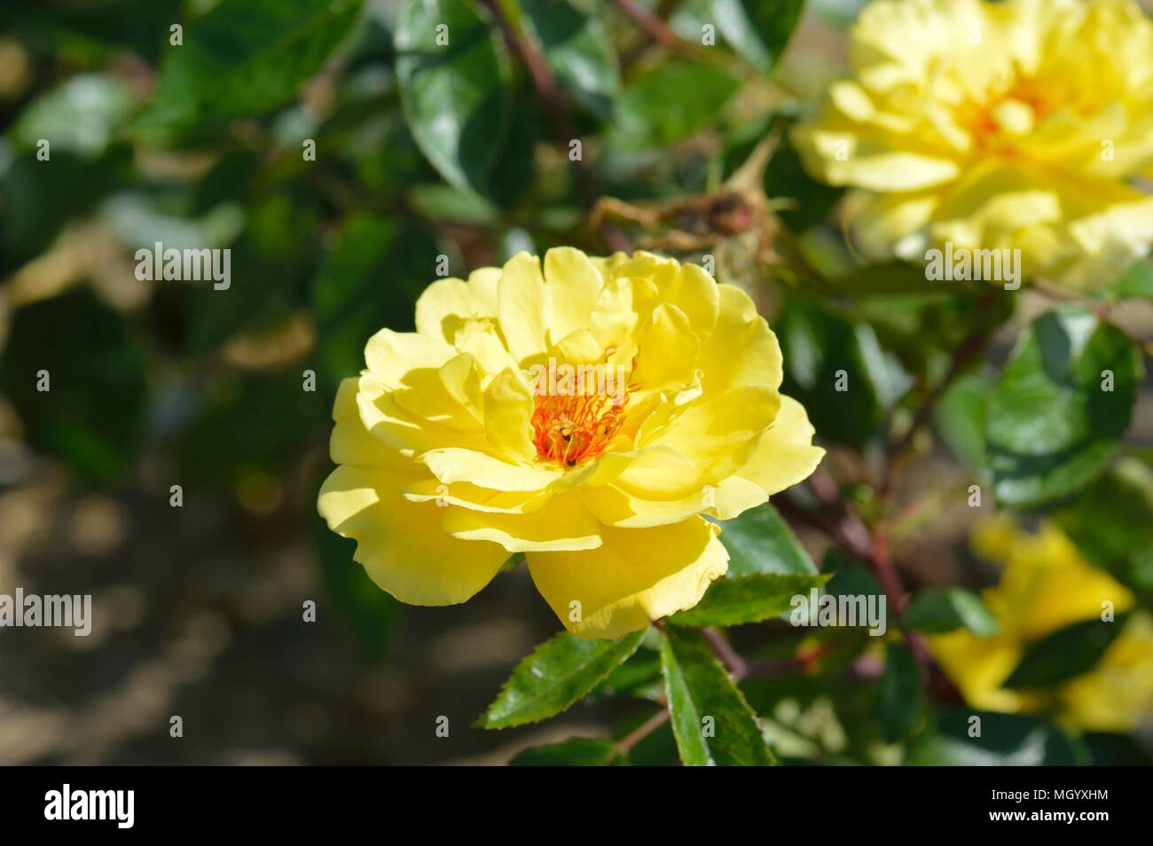 Golden showers hi-res stock photography and images - Alamy