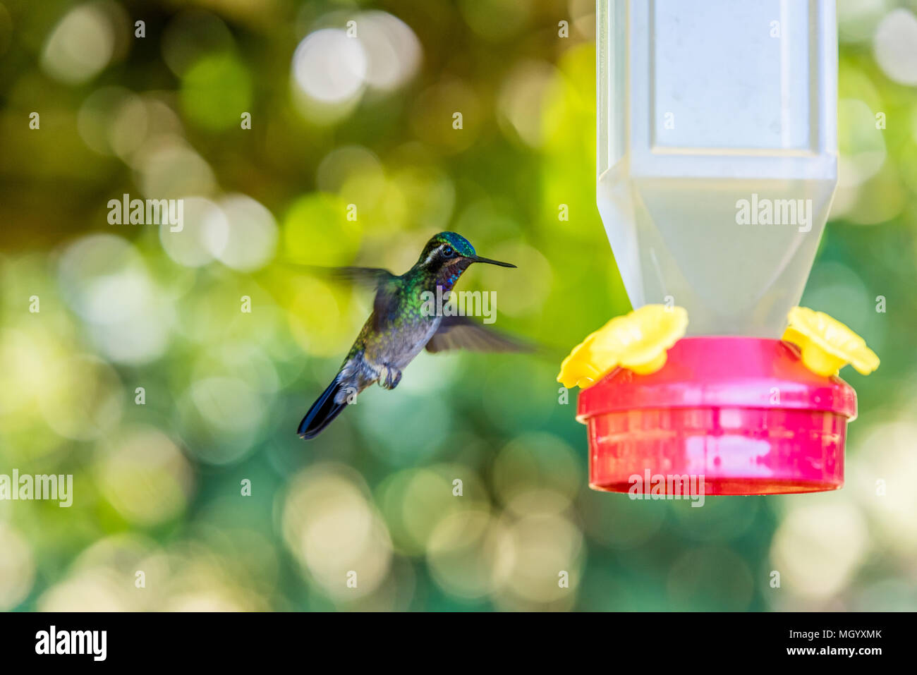 Most beautiful hummingbird hi-res stock photography and images - Alamy