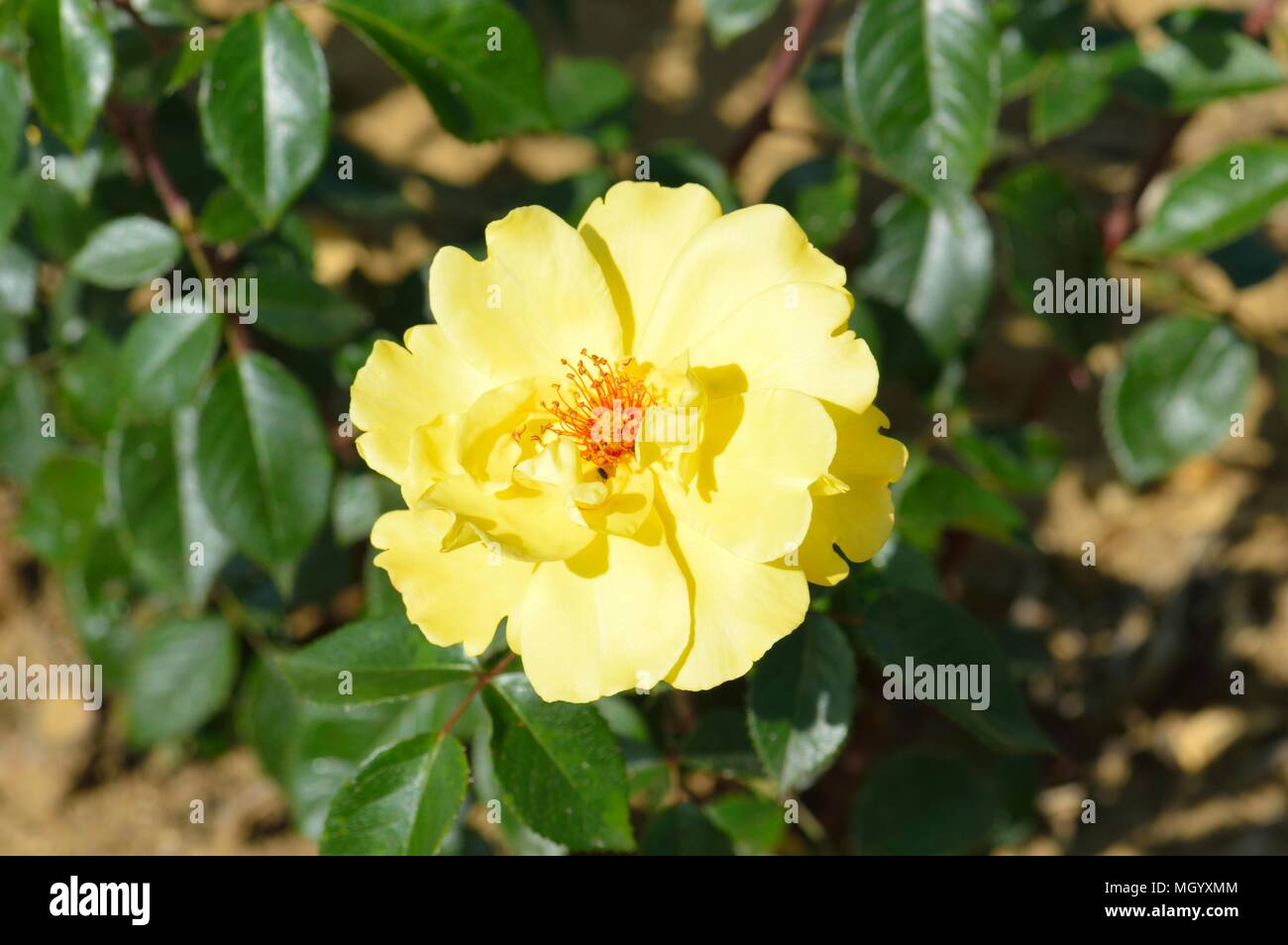 Rose golden showers hi-res stock photography and images - Alamy