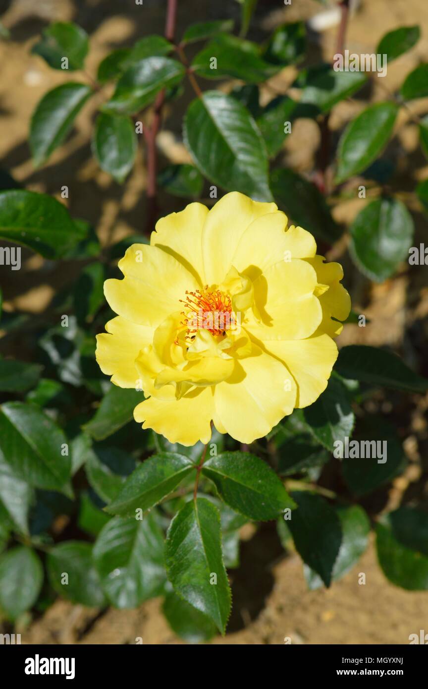 Rose golden showers hi-res stock photography and images - Alamy