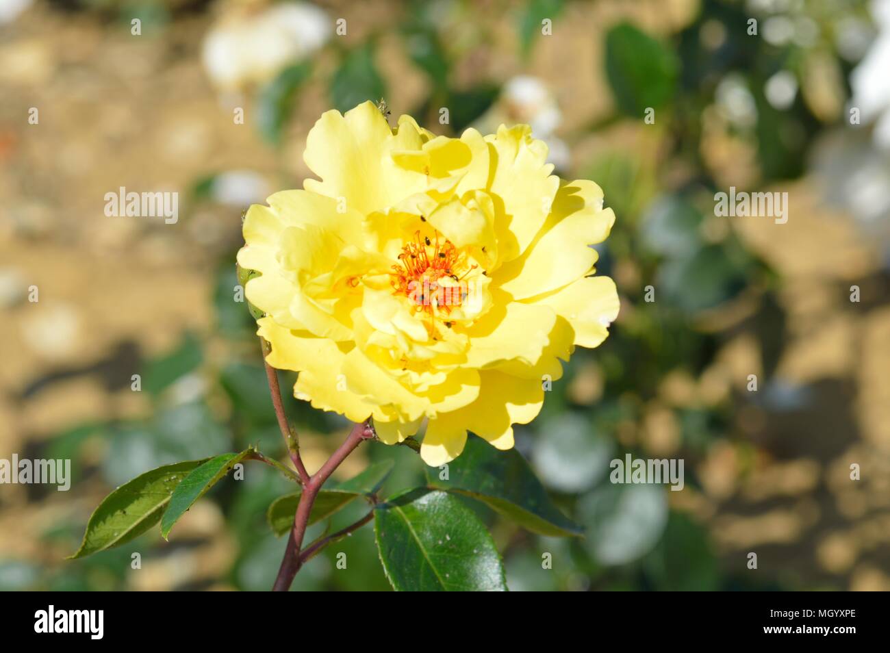 Golden showers hi-res stock photography and images - Alamy