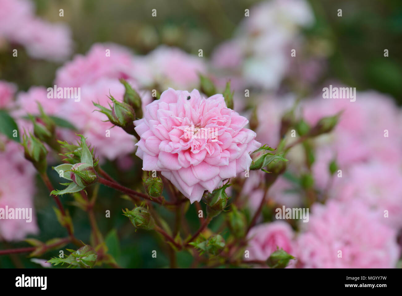 Rose Graciously Pink Stock Photo - Alamy