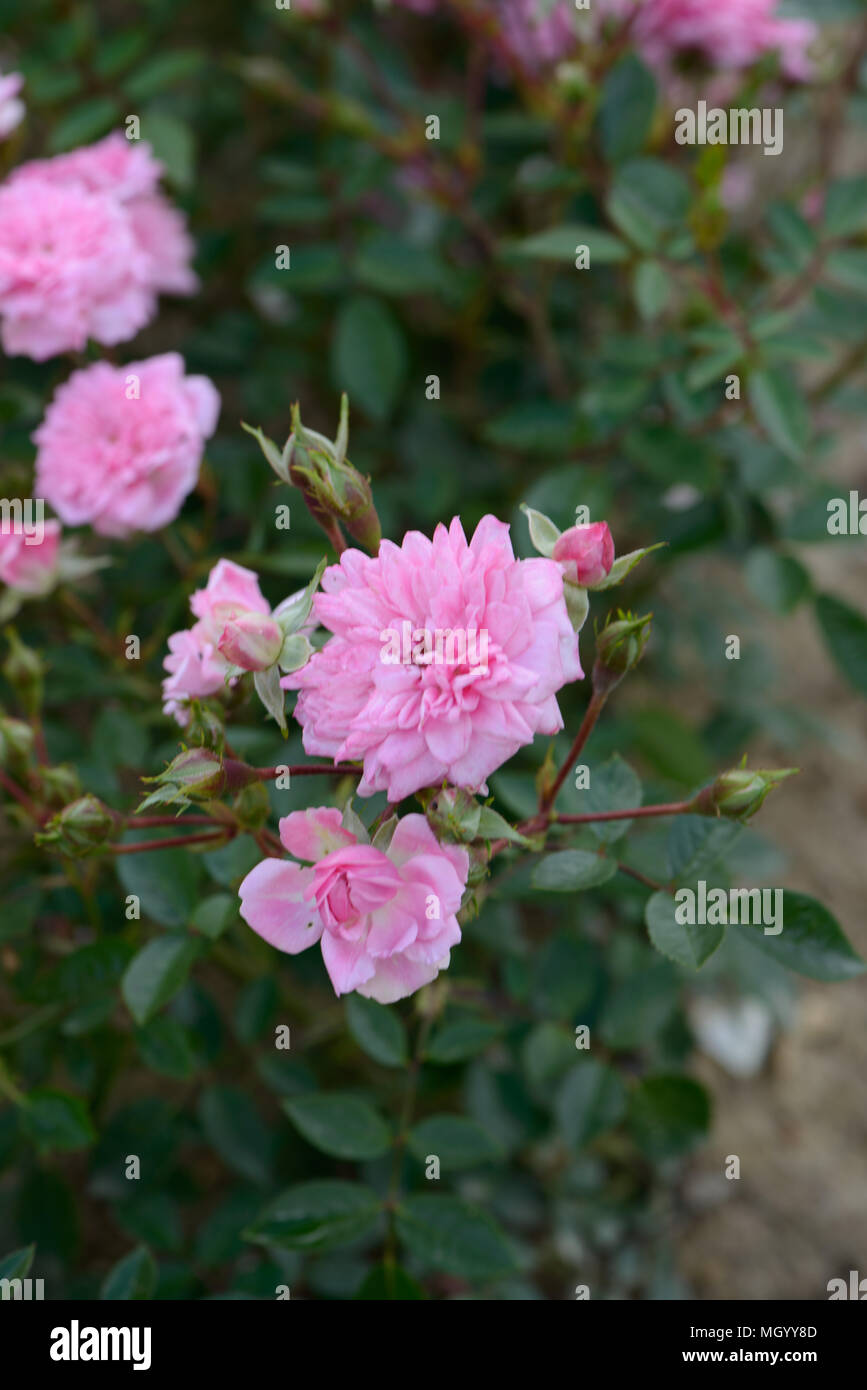 Rose Graciously Pink Stock Photo - Alamy