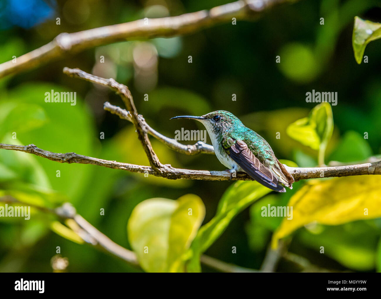 Beautiful Hummingbird with amazing colors Stock Photo - Alamy