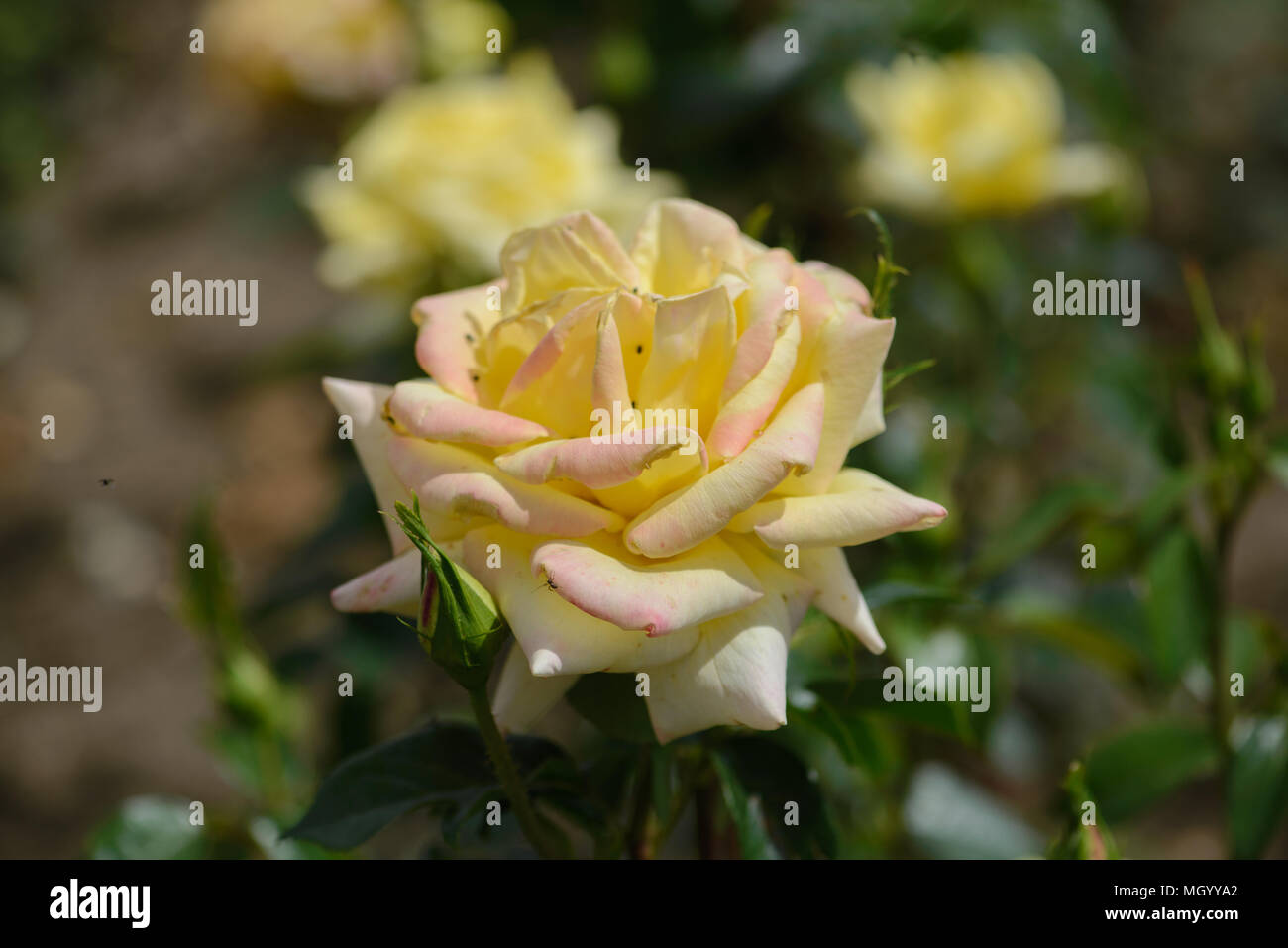Rose Grandpa Dickson Stock Photo - Alamy